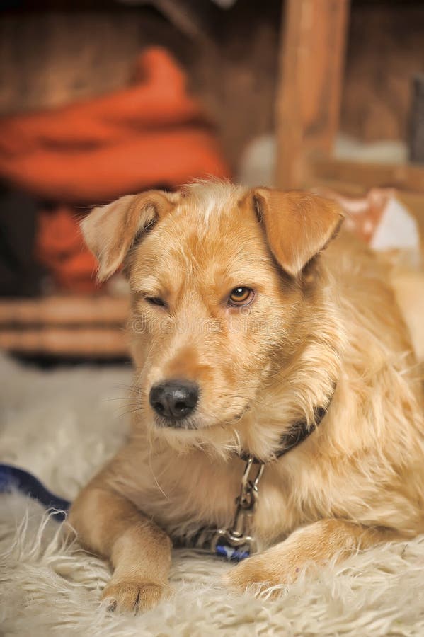 649 Photos de Chien Roux De Terrier - Photos de stock gratuites et ...