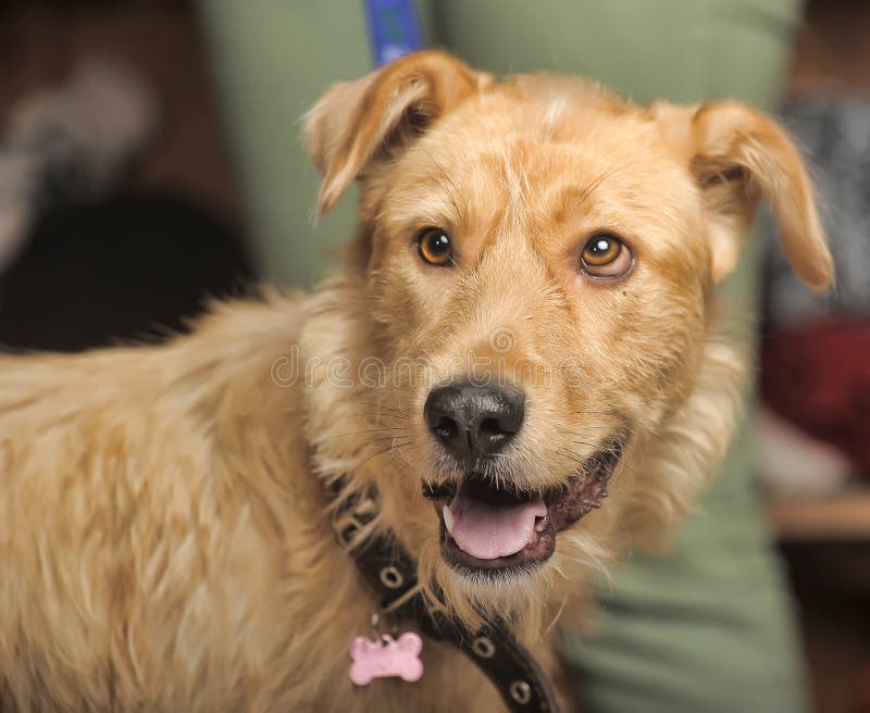 Chien roux de terrier image stock. Image du adulte, domestique - 35322389