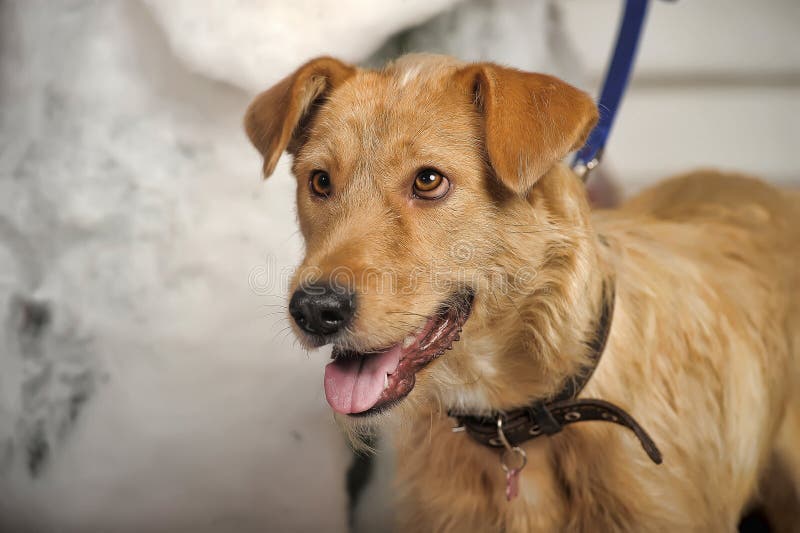 Chien roux de terrier image stock. Image du herbe, noir - 35323639