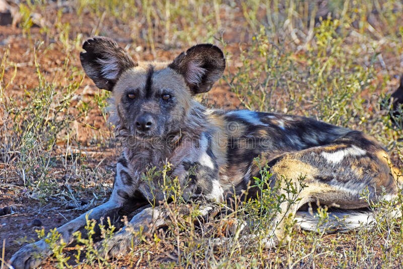 Chien Sauvage Africain, Museau Ouvert De Museau Avec Des Dents ...