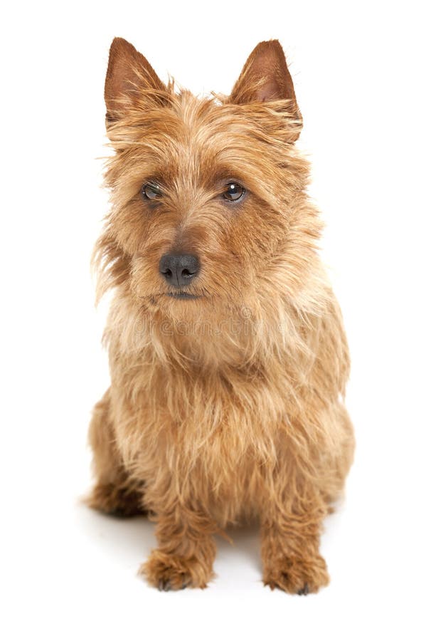 Chien terrier australien photo stock. Image du crabot - 16207142