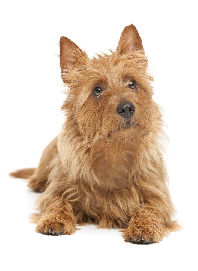 Chien terrier australien photo stock. Image du terrier - 16323150