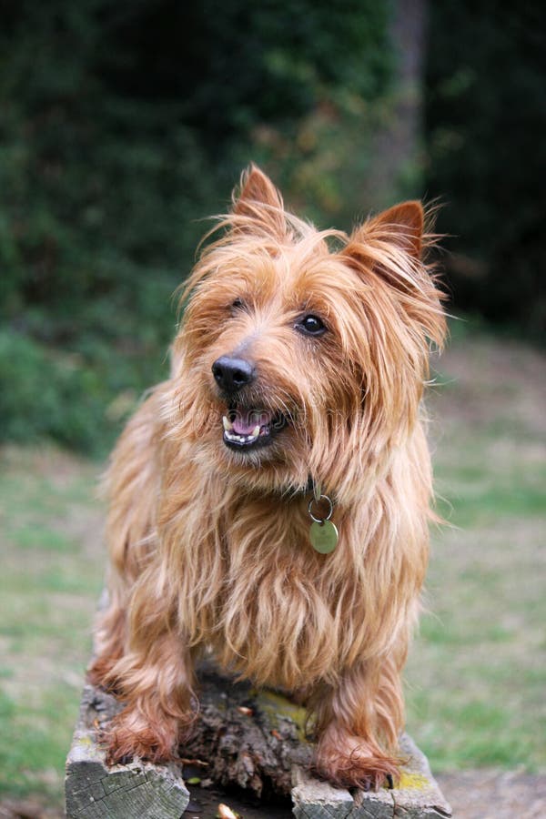 Chien terrier australien photo stock. Image du mignon - 16207142