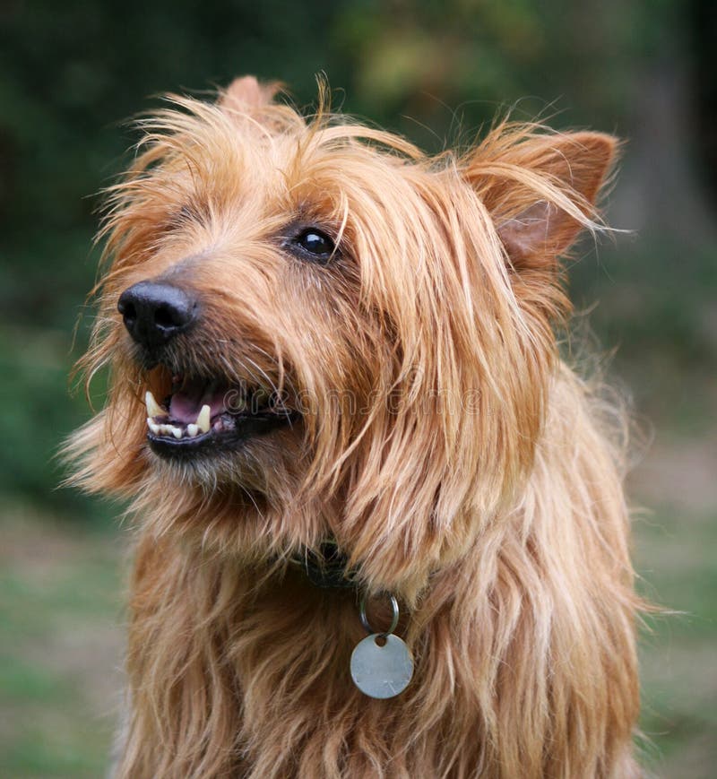 Chien terrier australien image stock. Image du australien - 7888785