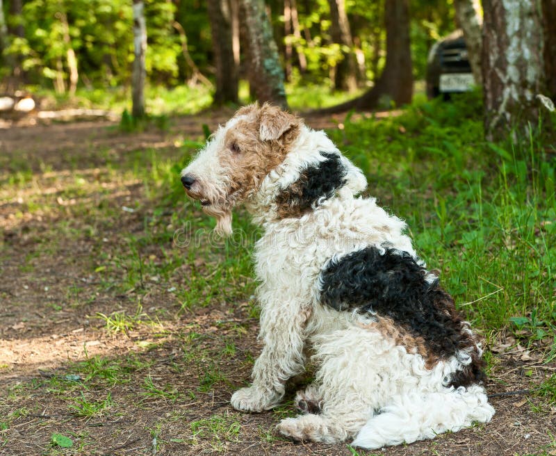 Chien terrier de Fox photo stock. Image du pré, forêt - 20691276