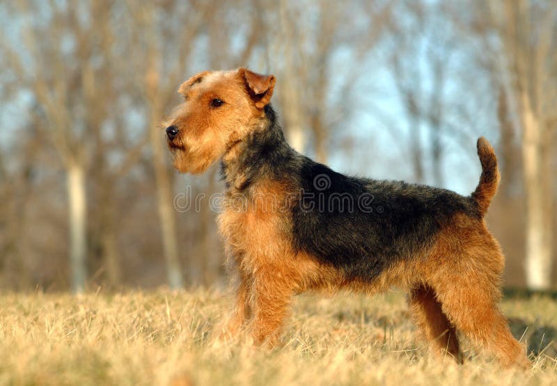 Chien Terrier De Fox Britannique Photo stock - Image du curieux, drôle ...