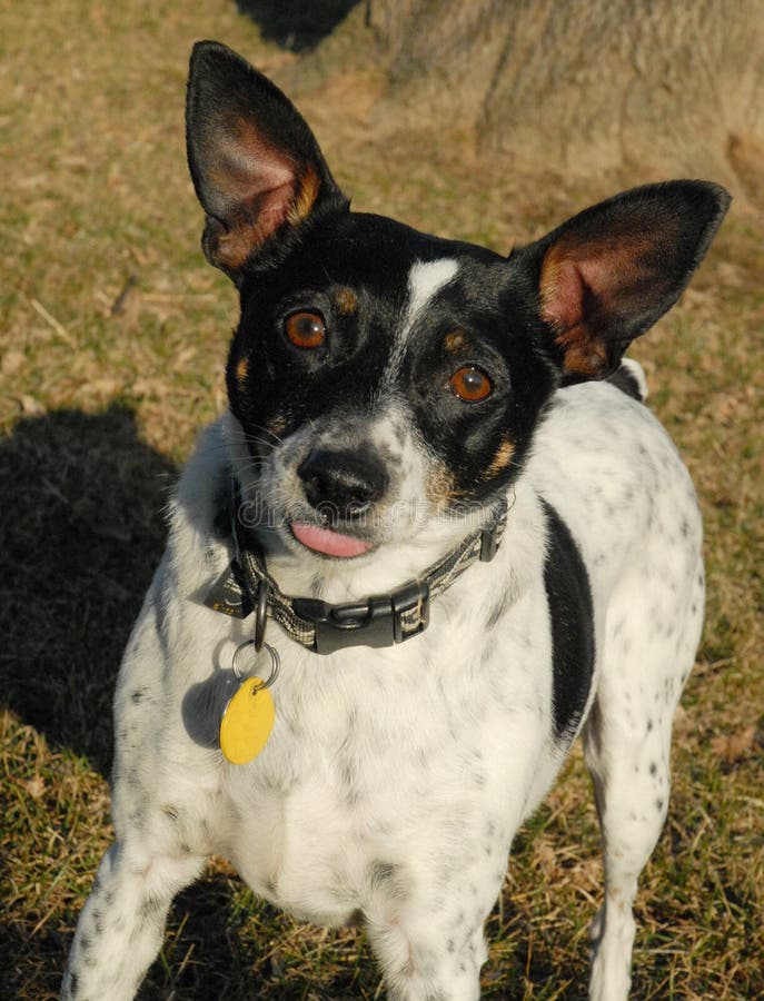 Rat terrier image stock. Image du laisse, mâle, canin - 32428745