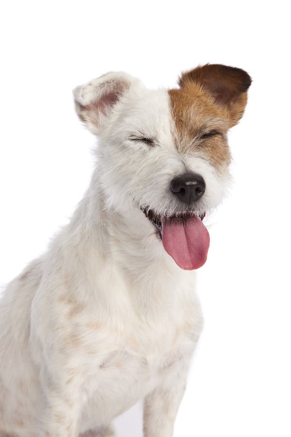 Chien Terrier De Sourire De Russell De Plot Image stock - Image du fond ...