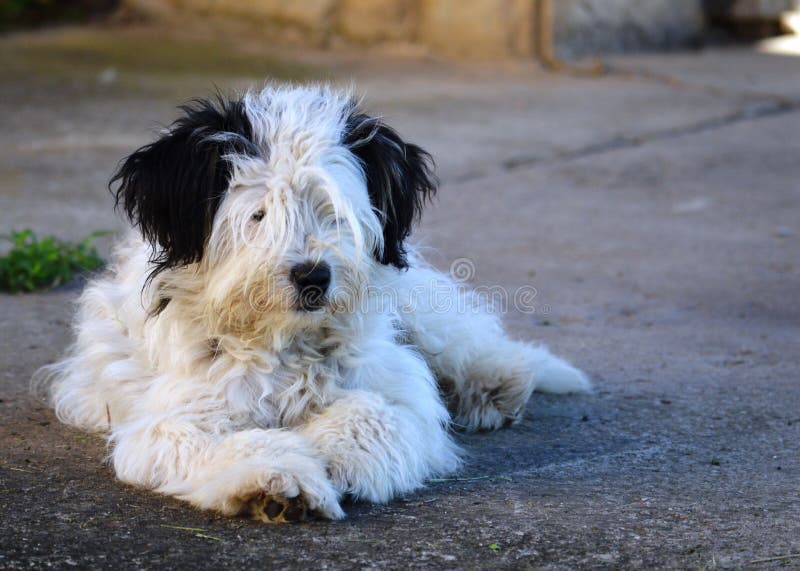 Chien touffu noir et blanc photo stock. Image du details - 229561136