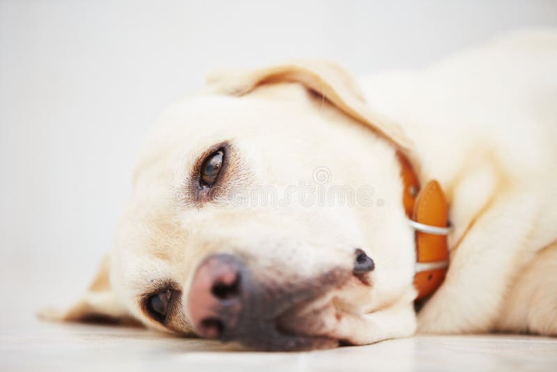 Chien triste image stock. Image du seul, labrador, chien - 36713607