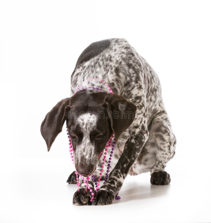 Chien vilain photo stock. Image du animal, mastication - 38793482