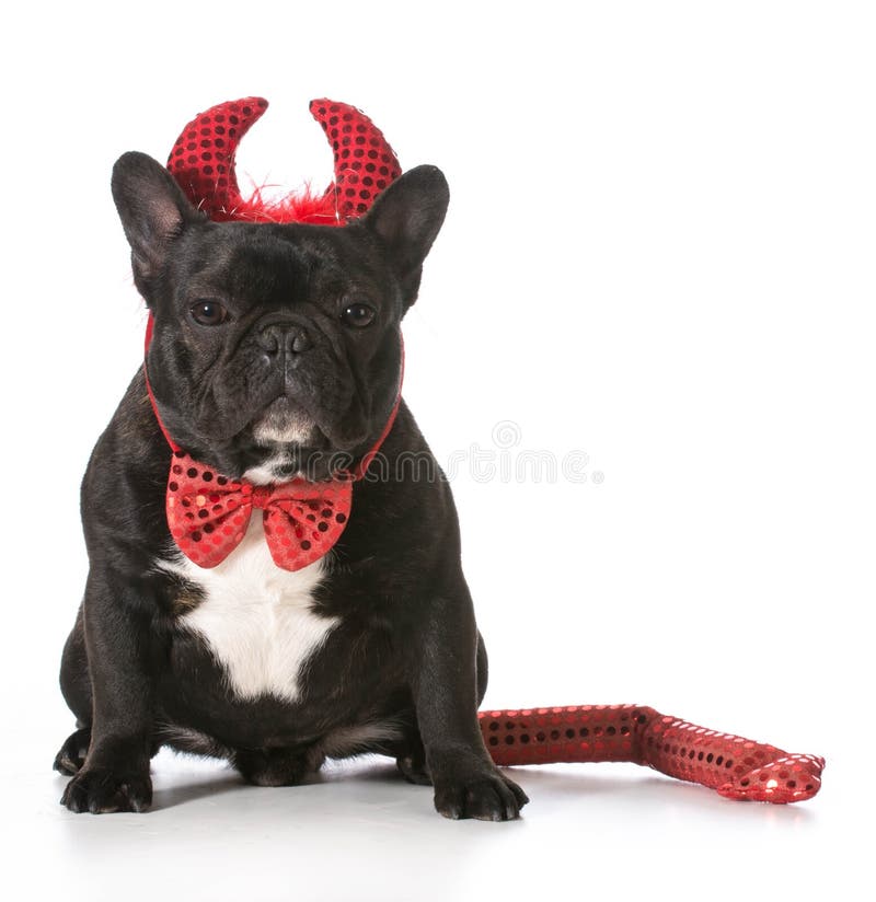 Chien vilain image stock. Image du halloween, isolement - 39900413