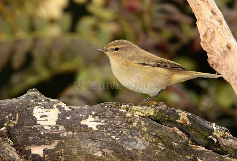 Chiff chaff bird. stock photo. Image of bird, nature - 58657808