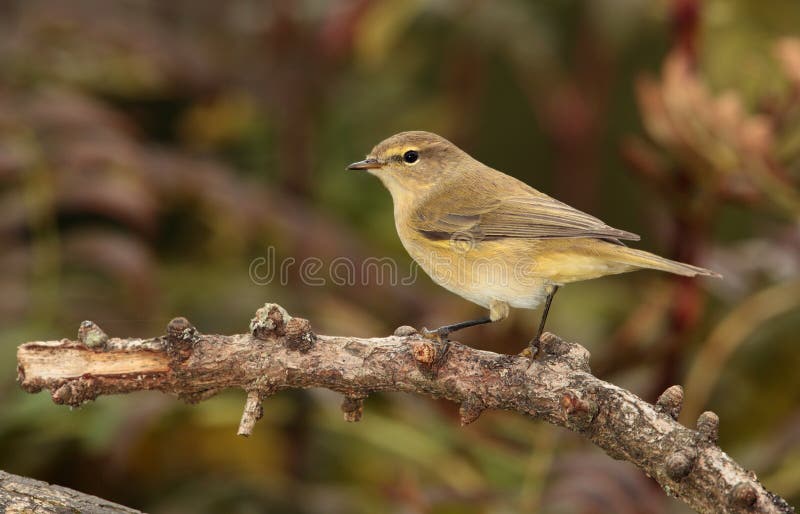 Chiff chaff bird. stock image. Image of fauna, wing, nightingale - 58658013