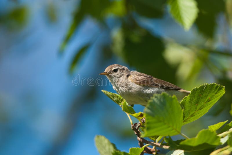 Chiff-chaff stock photo. Image of staring, eyeing, leaves - 35063966