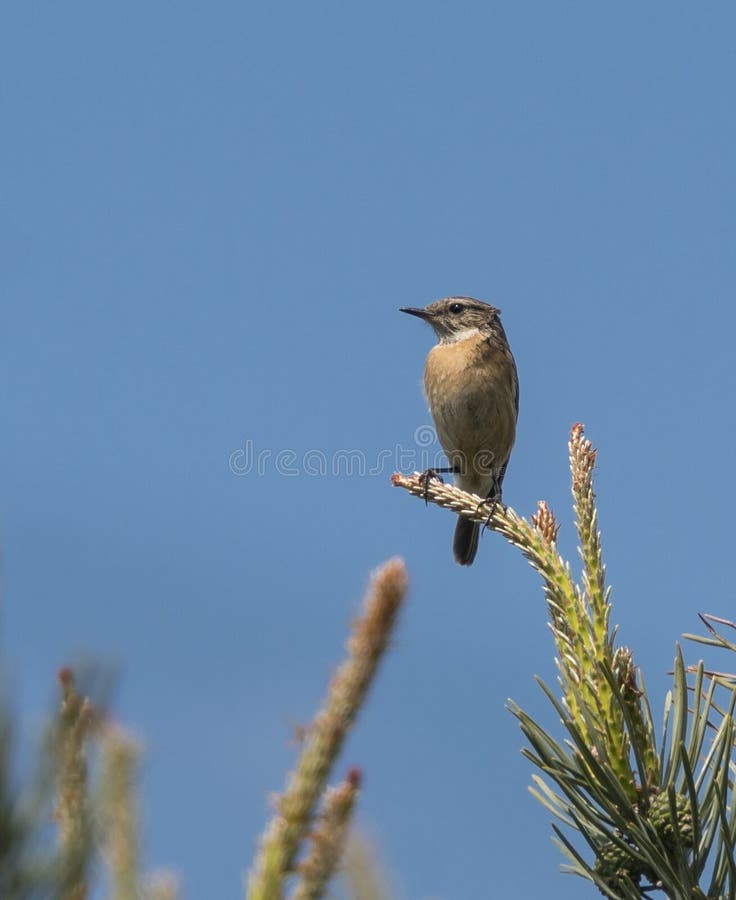 Chiff Chaff Bird stock photo. Image of europe, nature - 166134784