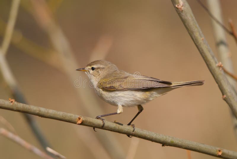 Chiff-chaff stock image. Image of peering, chaff, chiffchaff - 33090799