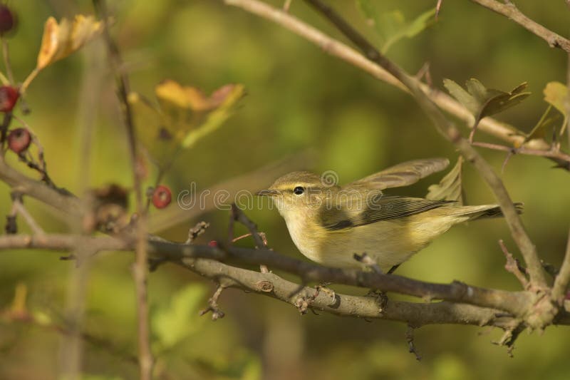 Chiffchaff - (Phylloscopus Collybita) Stock Photo - Image of animal ...