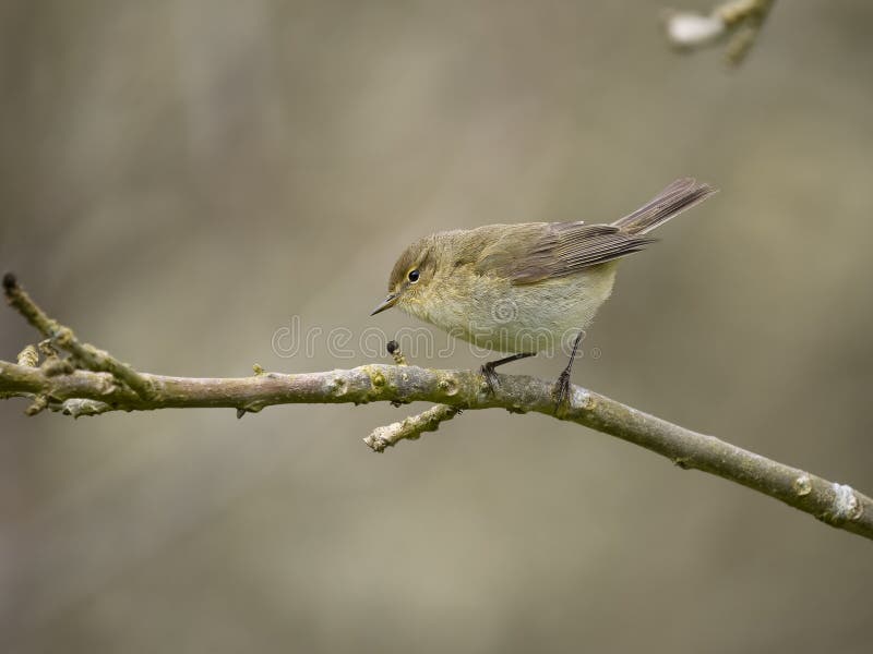 Chiffchaff, Phylloscopus Collybita Stock Photo - Image of nature ...