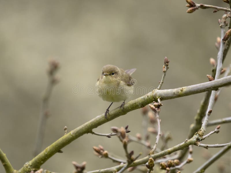 Chiffchaff, Phylloscopus Collybita Stock Image - Image of animal, bird ...