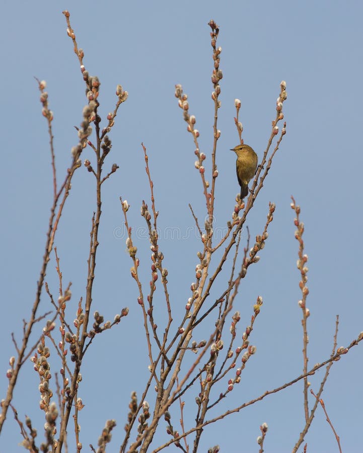 Chiffchaff on Sprouting Branch Stock Image - Image of habitat, color ...