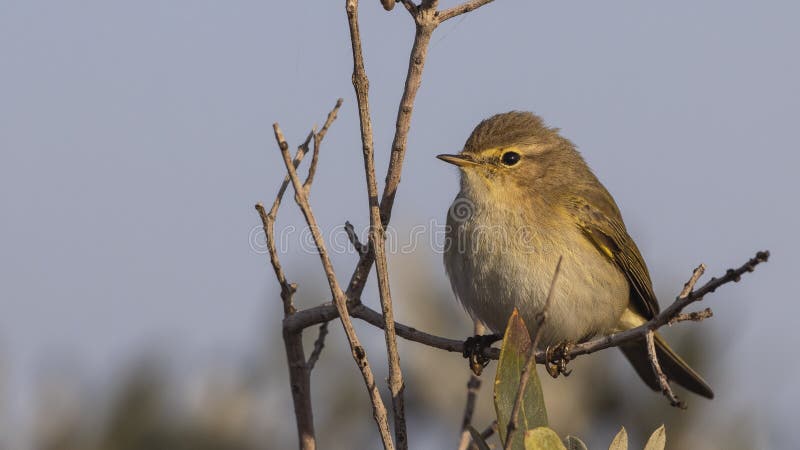 Chiffchaff on dry tree stock image. Image of collybita - 61706399