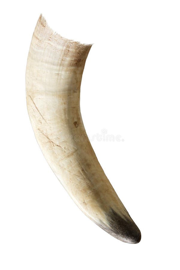 Copo Velho Do Chifre Do ` S Do Touro Decorado Com Borda De Prata Foto ...