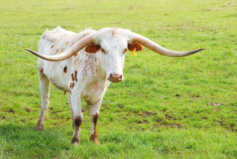 Watusi foto de stock. Imagem de chifre, rebanho, grupo - 14385156