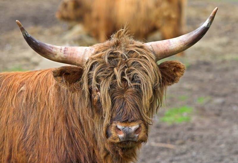 Chifre longo imagem de stock. Imagem de carne, noruega - 2519259