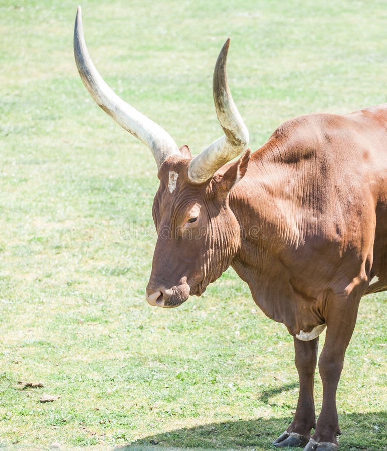 Vaca longa do chifre imagem de stock. Imagem de domesticado - 2812837