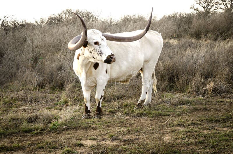 Chifre longo foto de stock. Imagem de bacia, placa, porreiro - 53570554