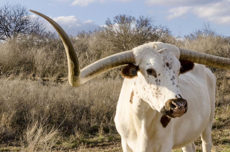 Gado longo do chifre foto de stock. Imagem de vacas, vaca - 21218514