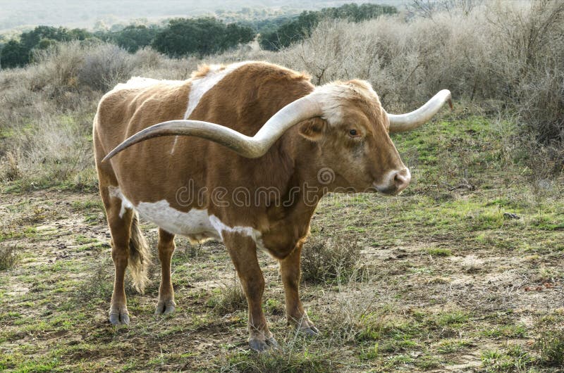 Gado Longo Do Chifre Fotos De Stock - Baixe 886 Fotos Royalty Free