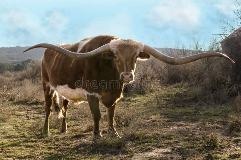 350 Fotos de Stock de Um Boi Longo Do Chifre De Texas - Fotos de Stock ...