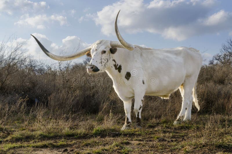 Vaca longa do chifre imagem de stock. Imagem de pasto - 4776053