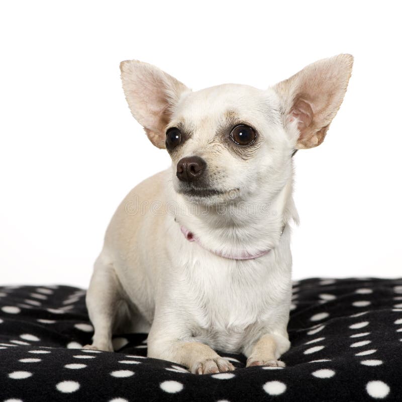 Scared Chihuahua dog stock photo. Image of afraid, animals - 23388000 Scared Chihuahua dog stock photo. Image of afraid, animals - 23388000