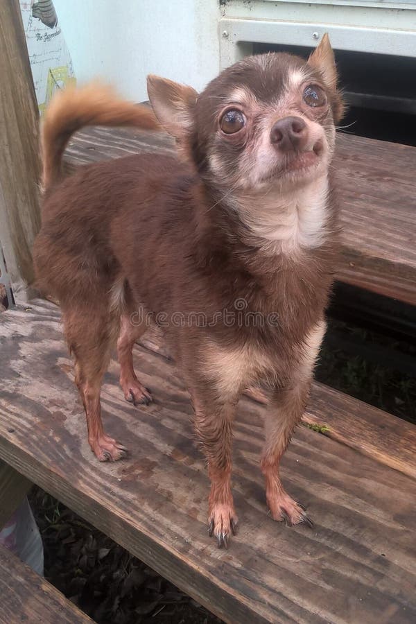 Scared chihuahua stock image. Image of comical, friend - 14964439 Scared chihuahua stock image. Image of comical, friend - 14964439