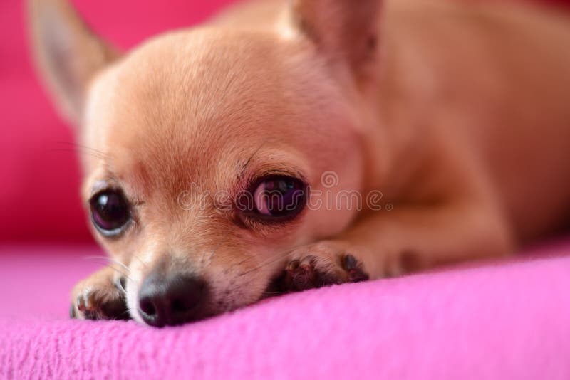 Chihuahua - Amy - Chivava imagem de stock. Imagem de mini - 32051303