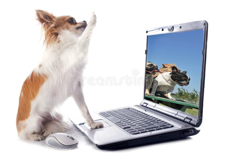 Dog with computer mouse stock image. Image of yellow - 29095513