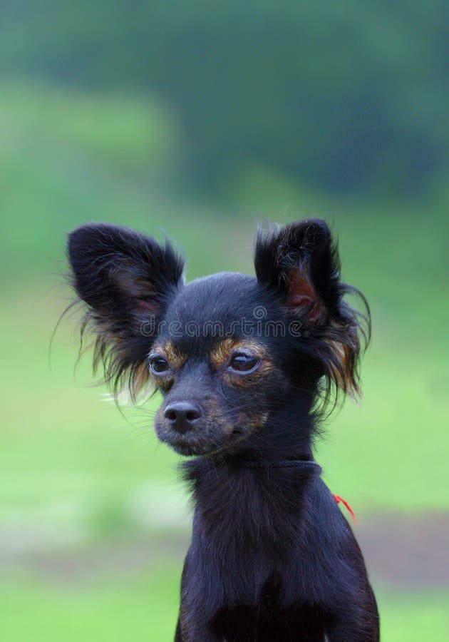 Chihuahua czarny pies obraz stock. Obraz złożonej z wygodny - 13017757