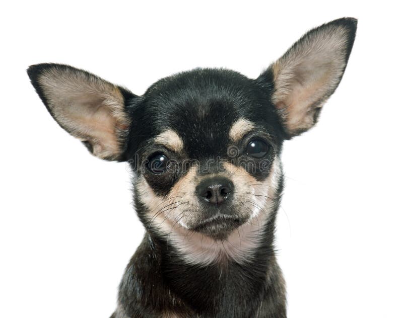 Chihuahua Di Razza Del Cucciolo Immagine Stock - Immagine di bianco ...