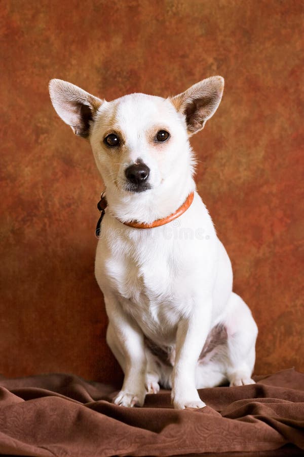 Chihuahua dog stock photo. Image of white, animal, adorable - 1746232