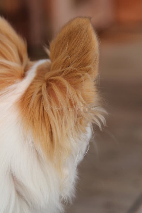 548 Dog Backside Stock Photos - Free & Royalty-Free Stock Photos from ...
