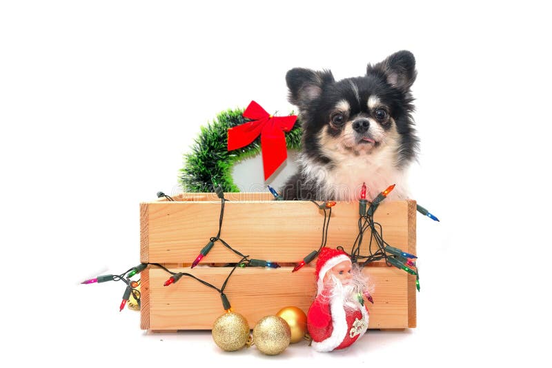 Chihuahua Dog with Christmas Box Stock Image - Image of decoration ...