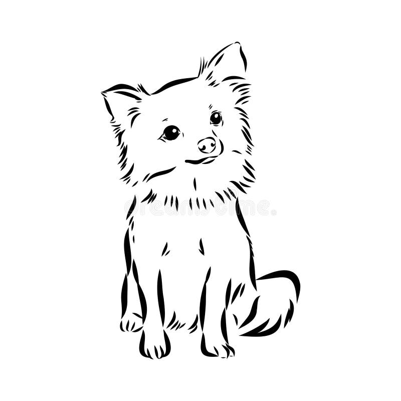 Chihuahua Dog - Isolated Vector Illustration Chihuahua Vector Stock ...