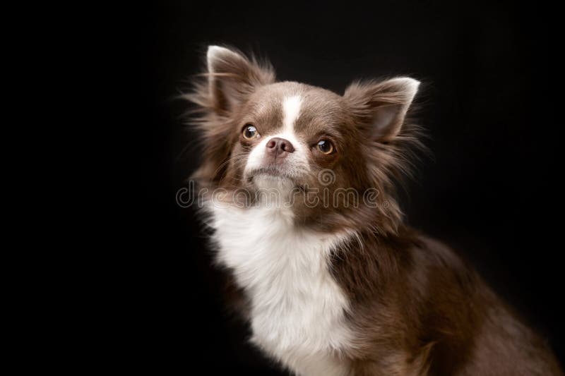 Chihuahua Dog in Low Key Studio Portrait Stock Photo - Image of clean ...
