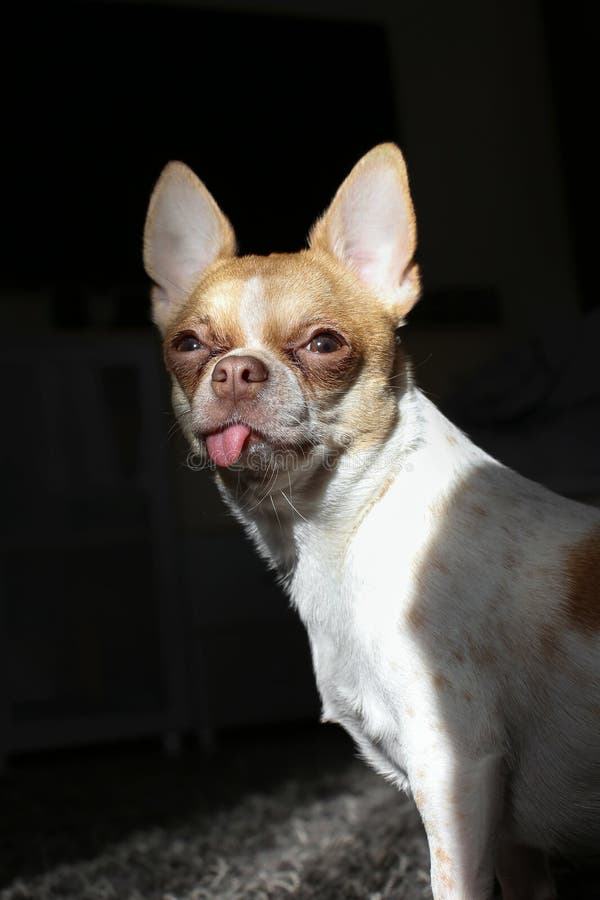 Funny Old Chihuahua Dog Tongue Out Stock Photos - Free & Royalty-Free ... Funny Old Chihuahua Dog Tongue Out Stock Photos - Free & Royalty-Free ...