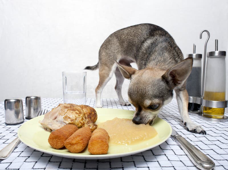 Chihuahua Eating Food from Plate on Table Stock Photo - Image of ...