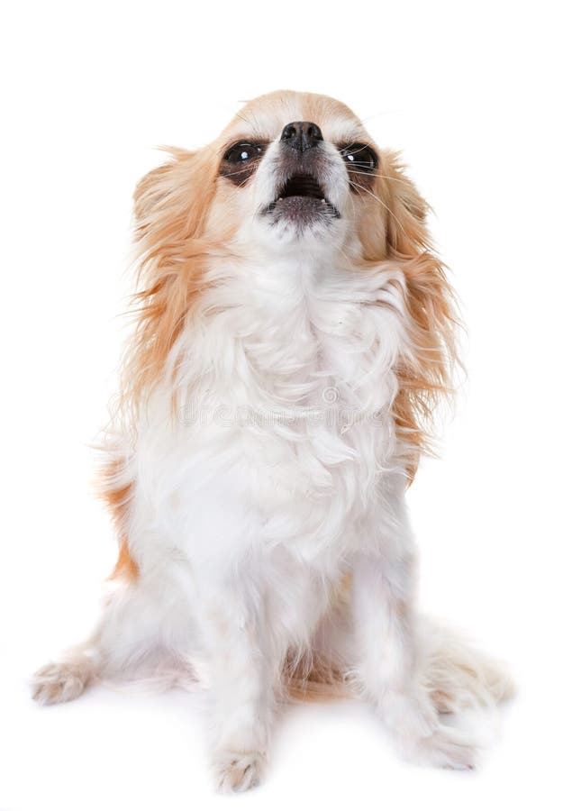Chihuahua Howling Stock Photos - Free & Royalty-Free Stock Photos from ...