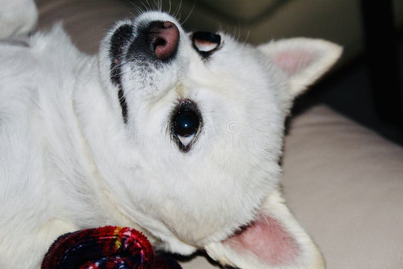 White chihuahua stock photo. Image of chihuahua, gorgeous - 318227448